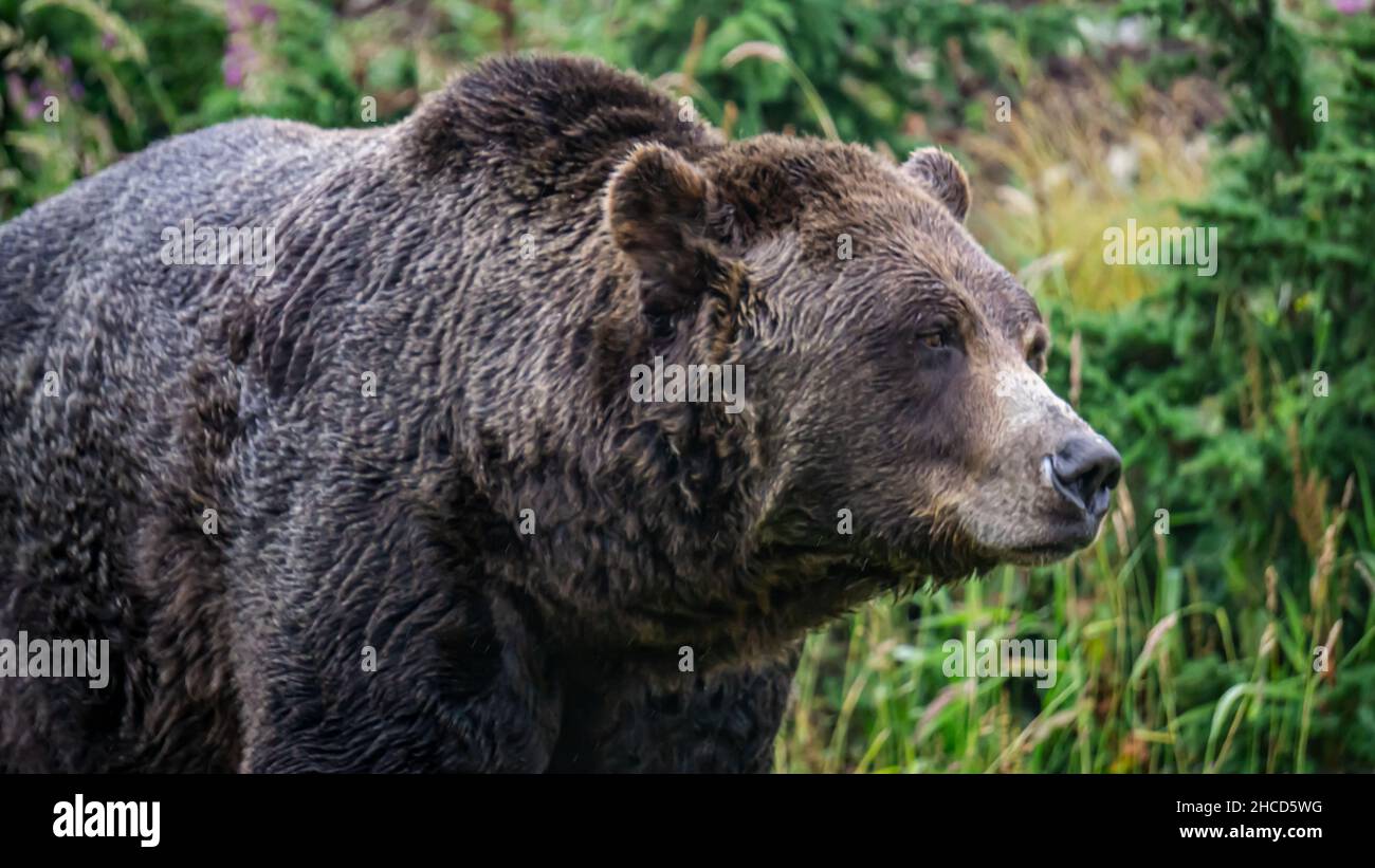 A Wet Grizzly Bear in the Rain Stock Photo - Alamy