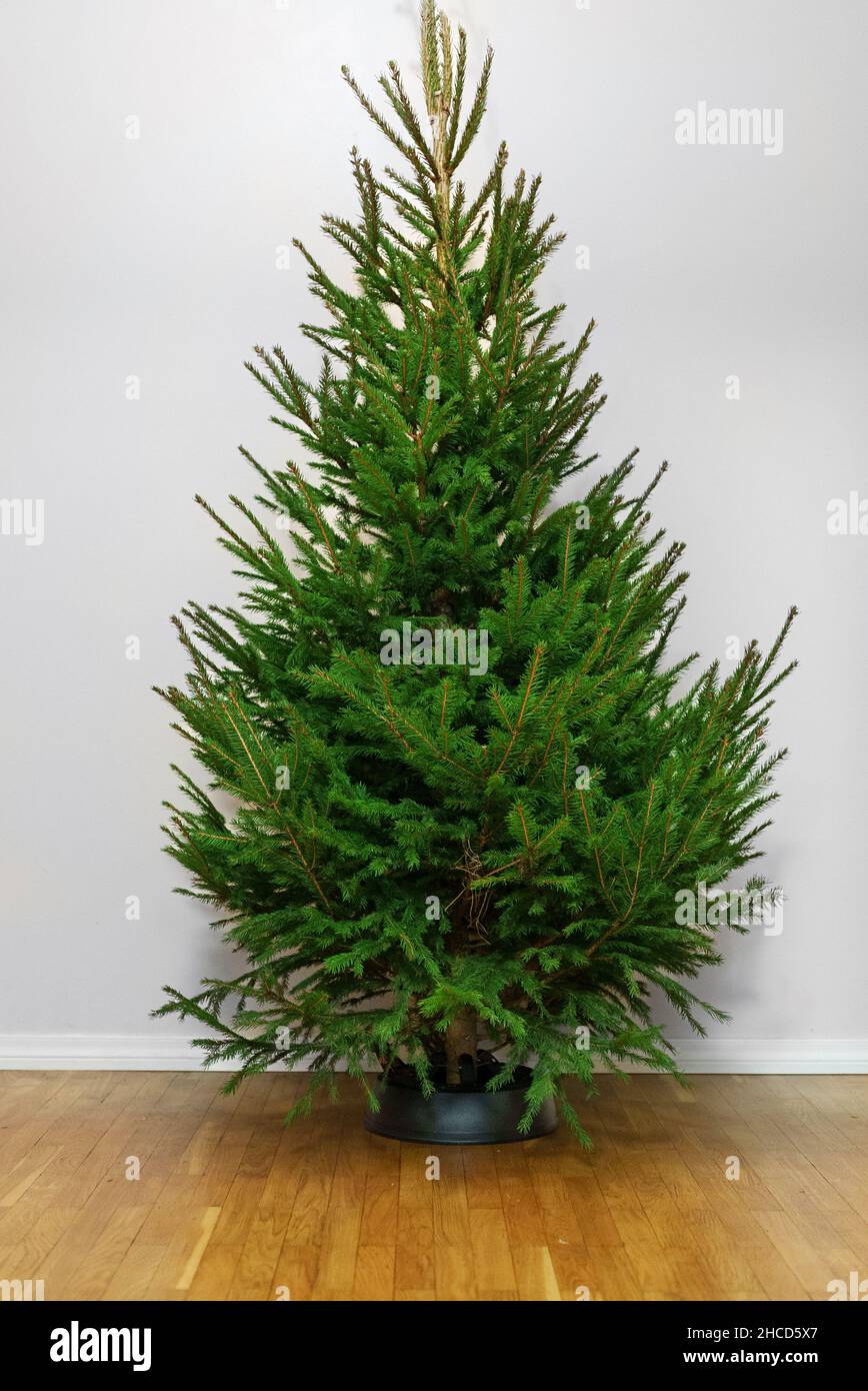 Christmas tree cut out undecorated hi-res stock photography and images ...