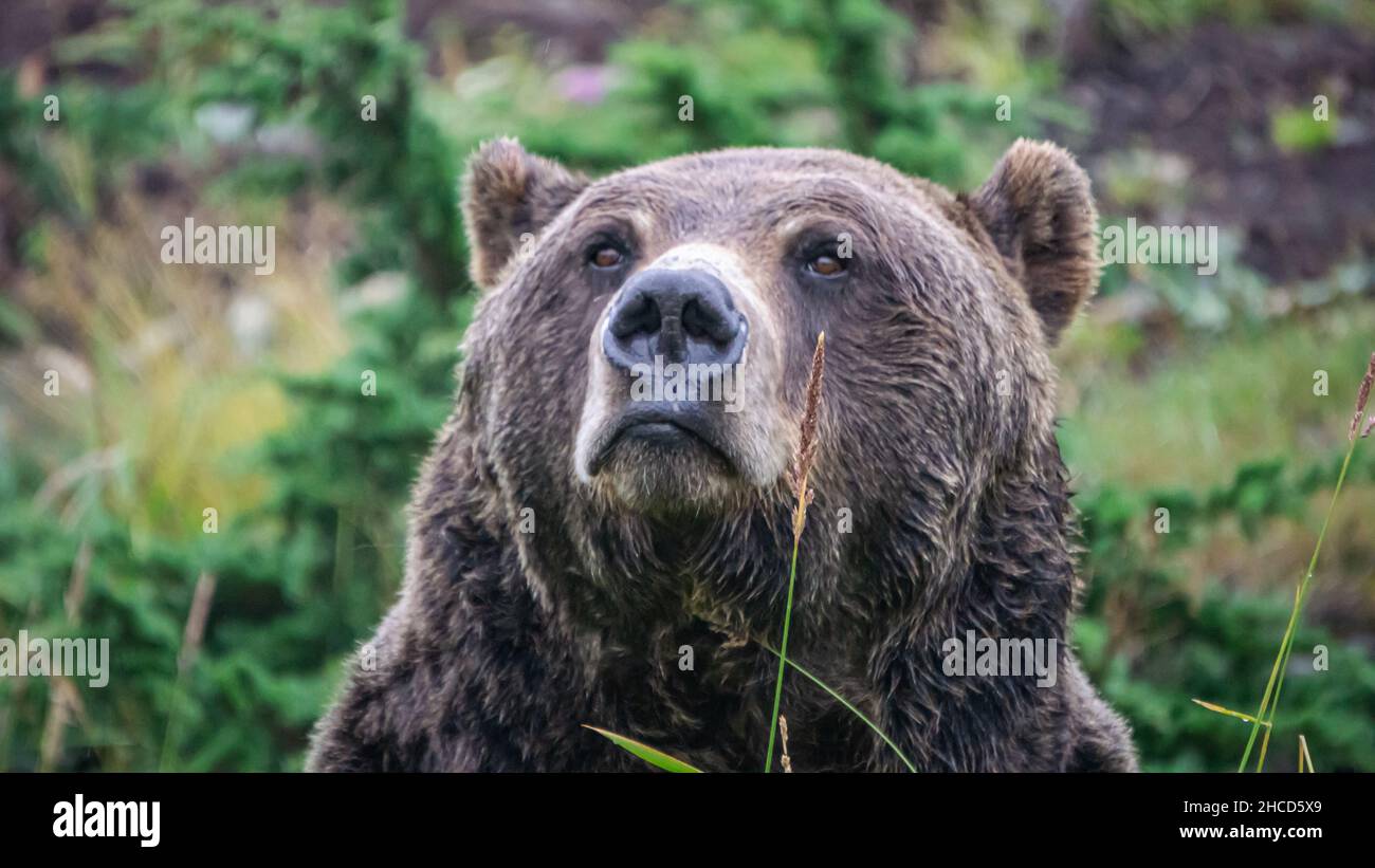 A Wet Grizzly Bear in the Rain Stock Photo - Alamy