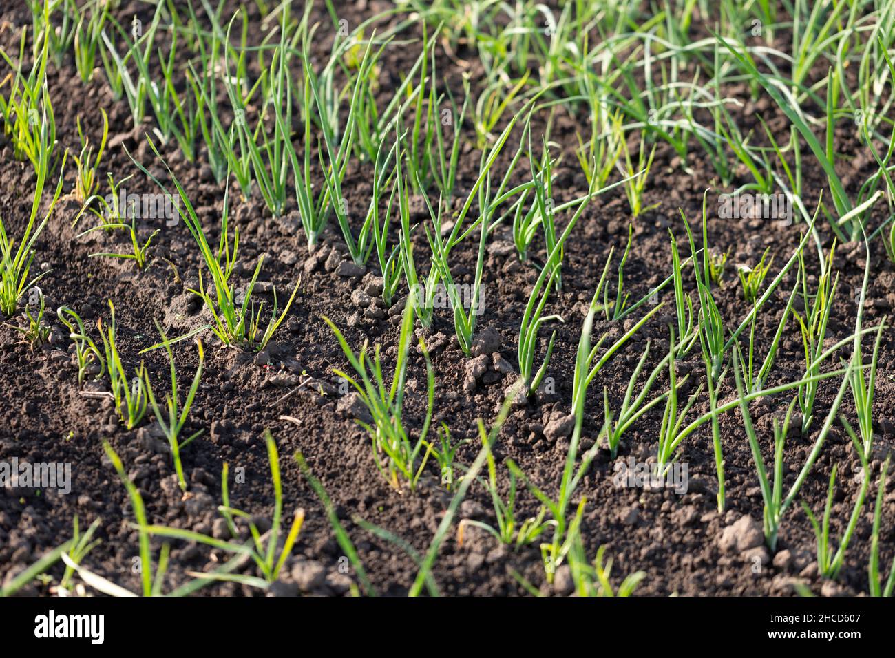 Green onion sprouts in a vegetable garden in rows, agriculture concept ...