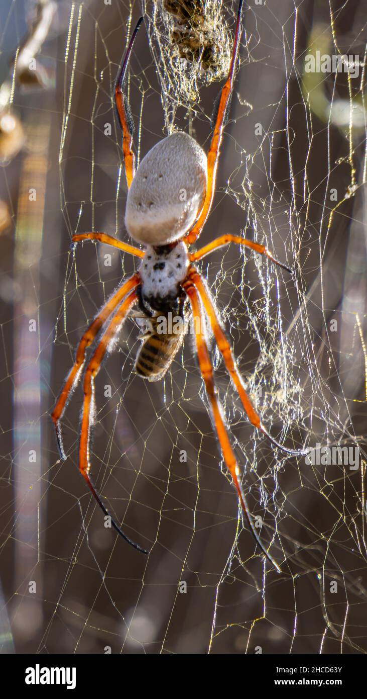 Golden Orb Spider Feeding a Bee Stock Photo - Alamy