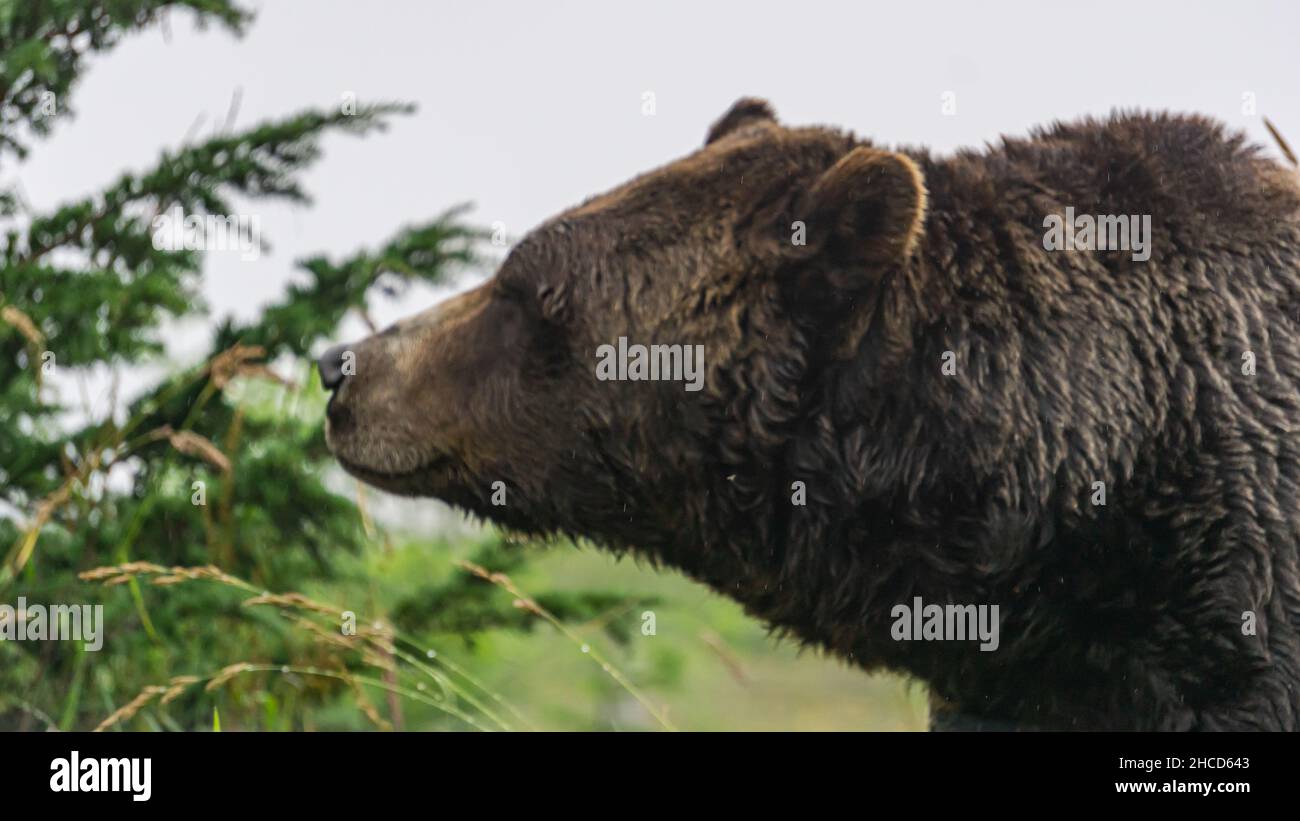 A Wet Grizzly Bear in the Rain Stock Photo - Alamy