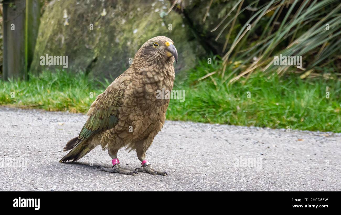 Kea bird hi-res stock photography and images - Alamy
