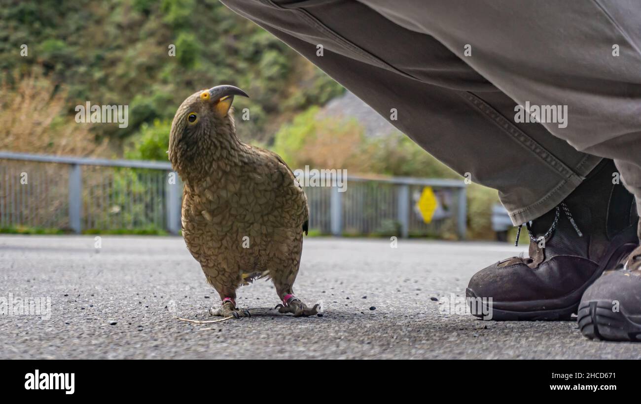 Curious Kea Bird Looking up at a Person Stock Photo - Alamy