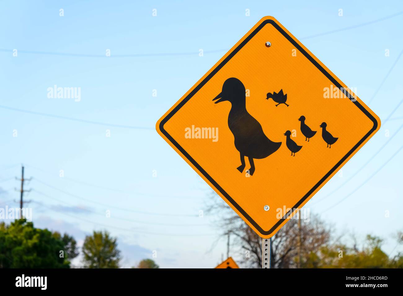 Duck zone warning sign shape of rhombus in back and yellow with duck ...