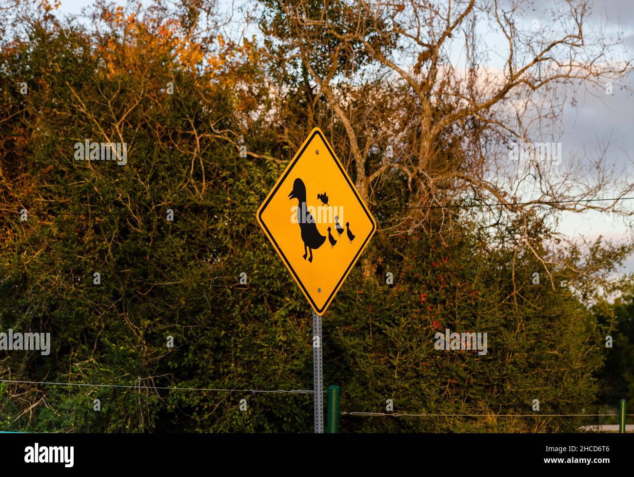 Duck zone warning sign shape of rhombus in back and yellow with duck ...