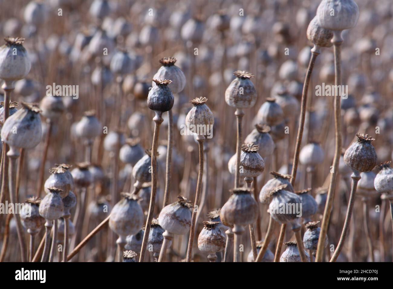 Opium farming in Tasmania Stock Photo - Alamy
