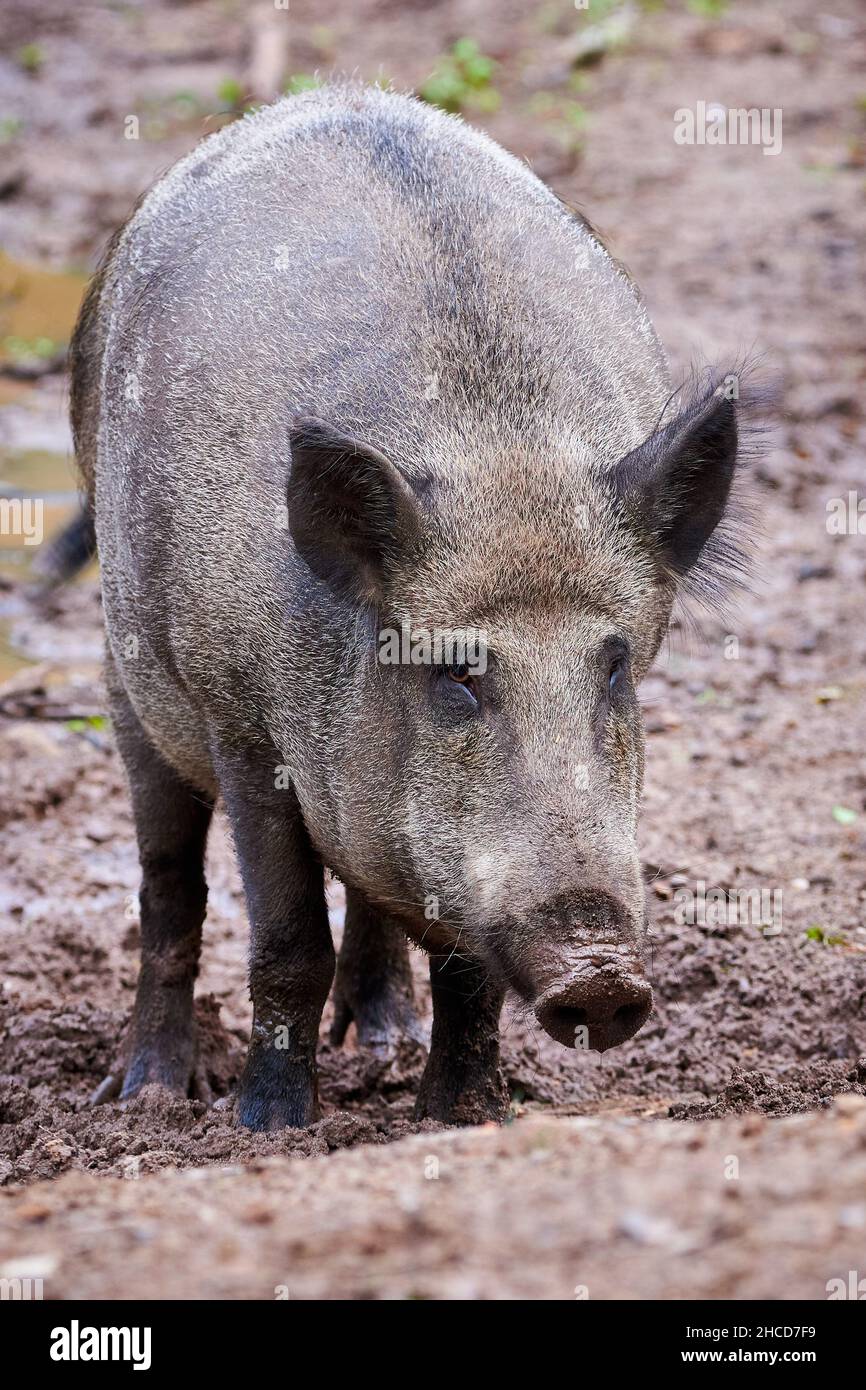 Pig in natural habitat hi-res stock photography and images - Alamy