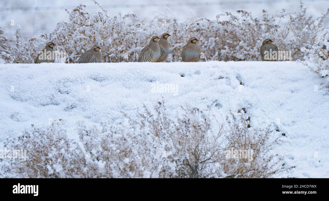 BAZHOU, CHINA - DECEMBER 8, 2021 - A flock of stone chickens feed in ...