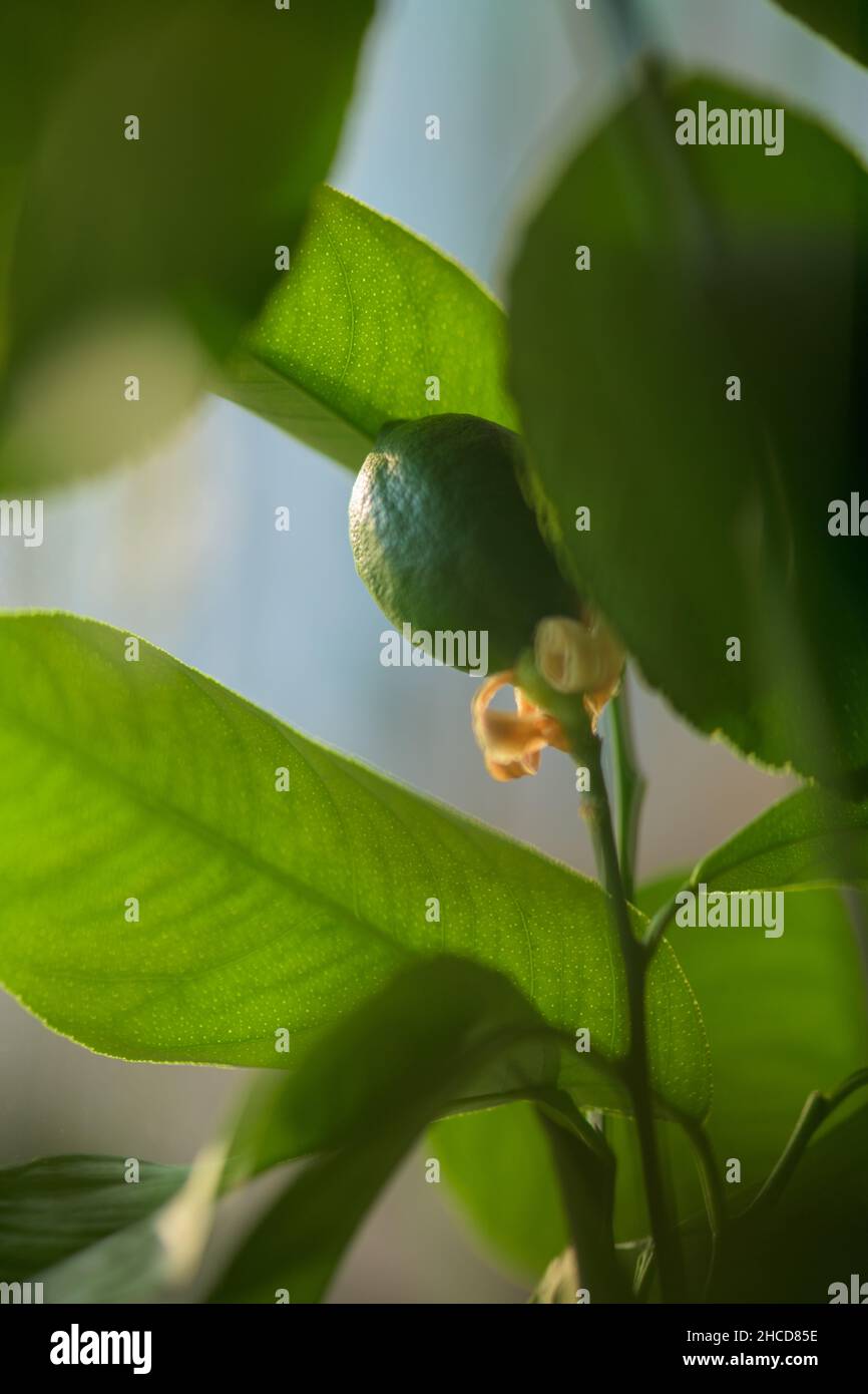 Green lemon on a tree in garden Stock Photo - Alamy