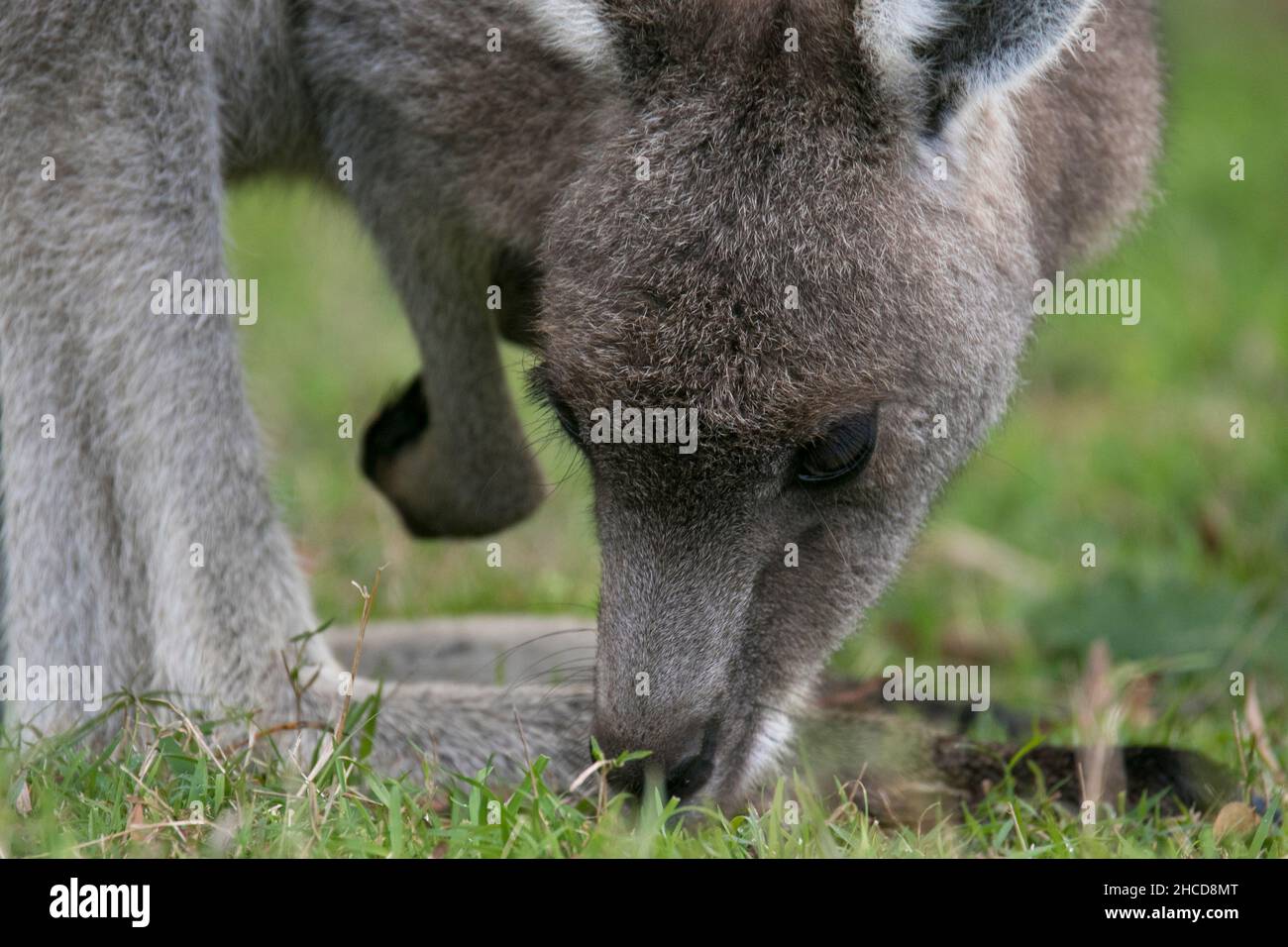 Eastern Grey Kangaroo at Dandenong Ranges, Melbourne Australia Stock ...