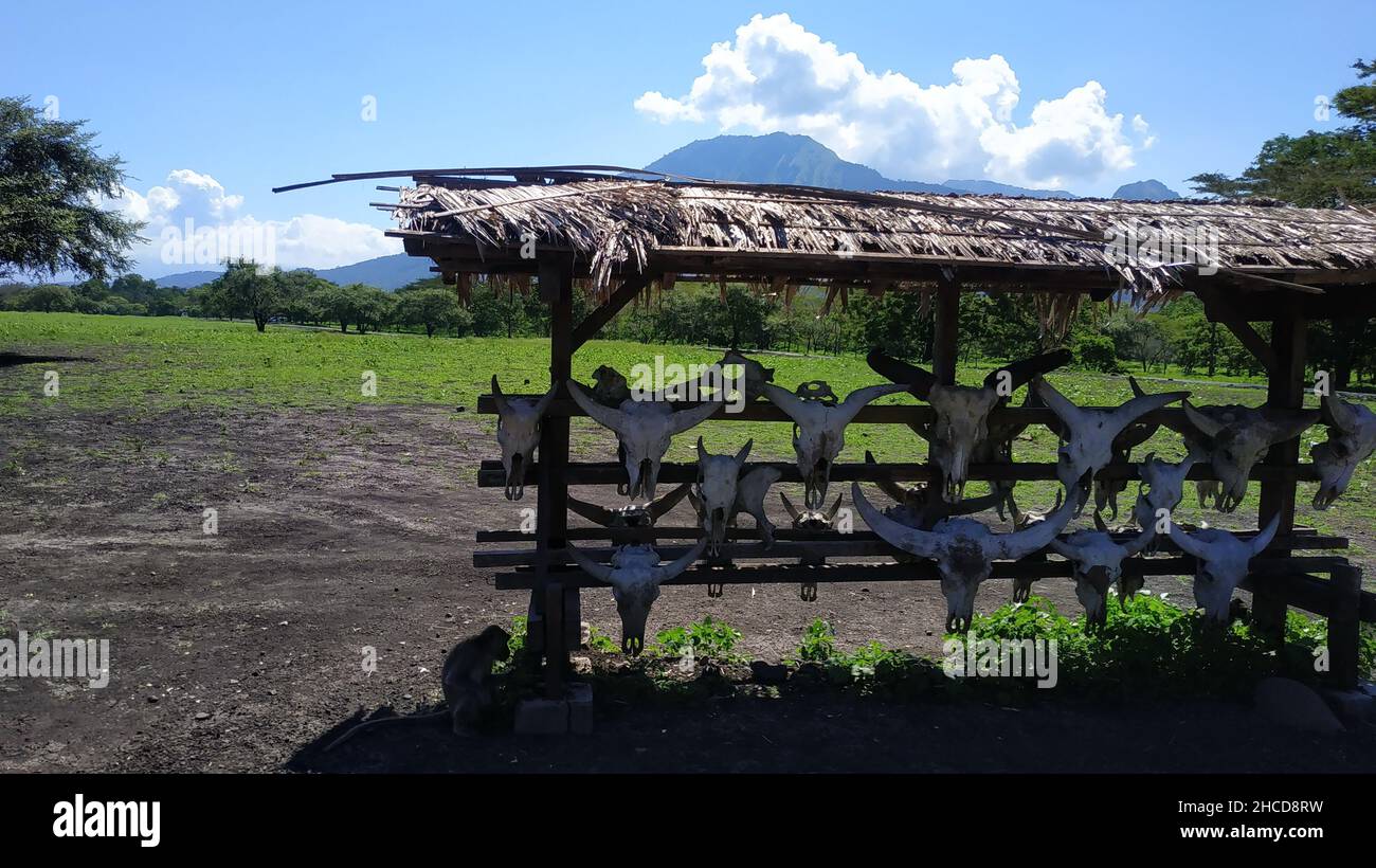 Baluran savanna national park is beautiful and famous in Indonesia ...
