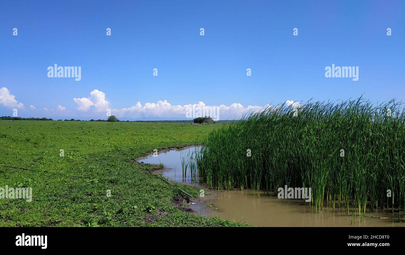 Baluran savanna national park is beautiful and famous in Indonesia ...