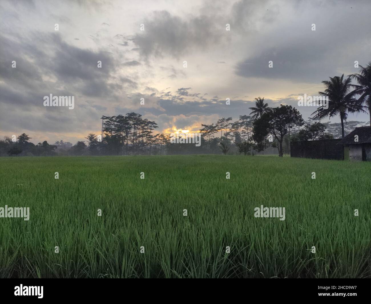 The atmosphere of rice fields on the edge of a beautiful and cool ...