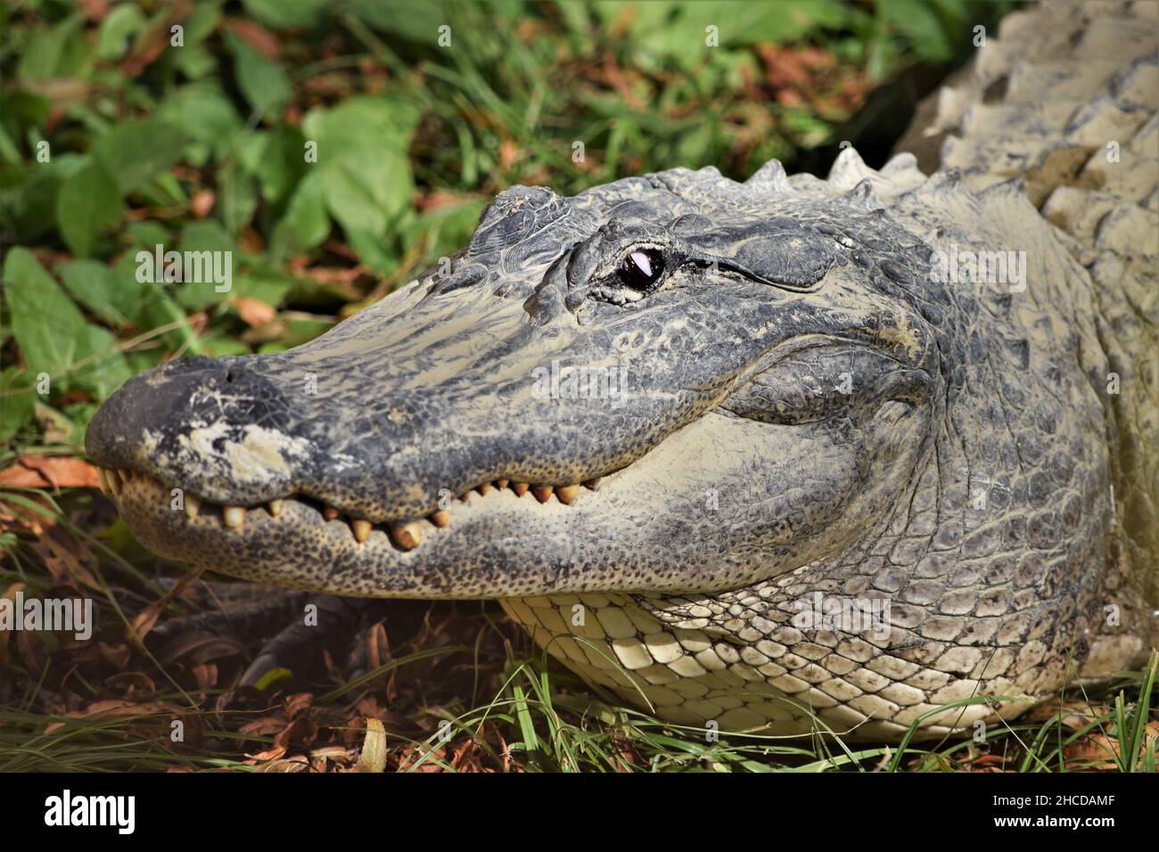 Alligator armor hi-res stock photography and images - Alamy