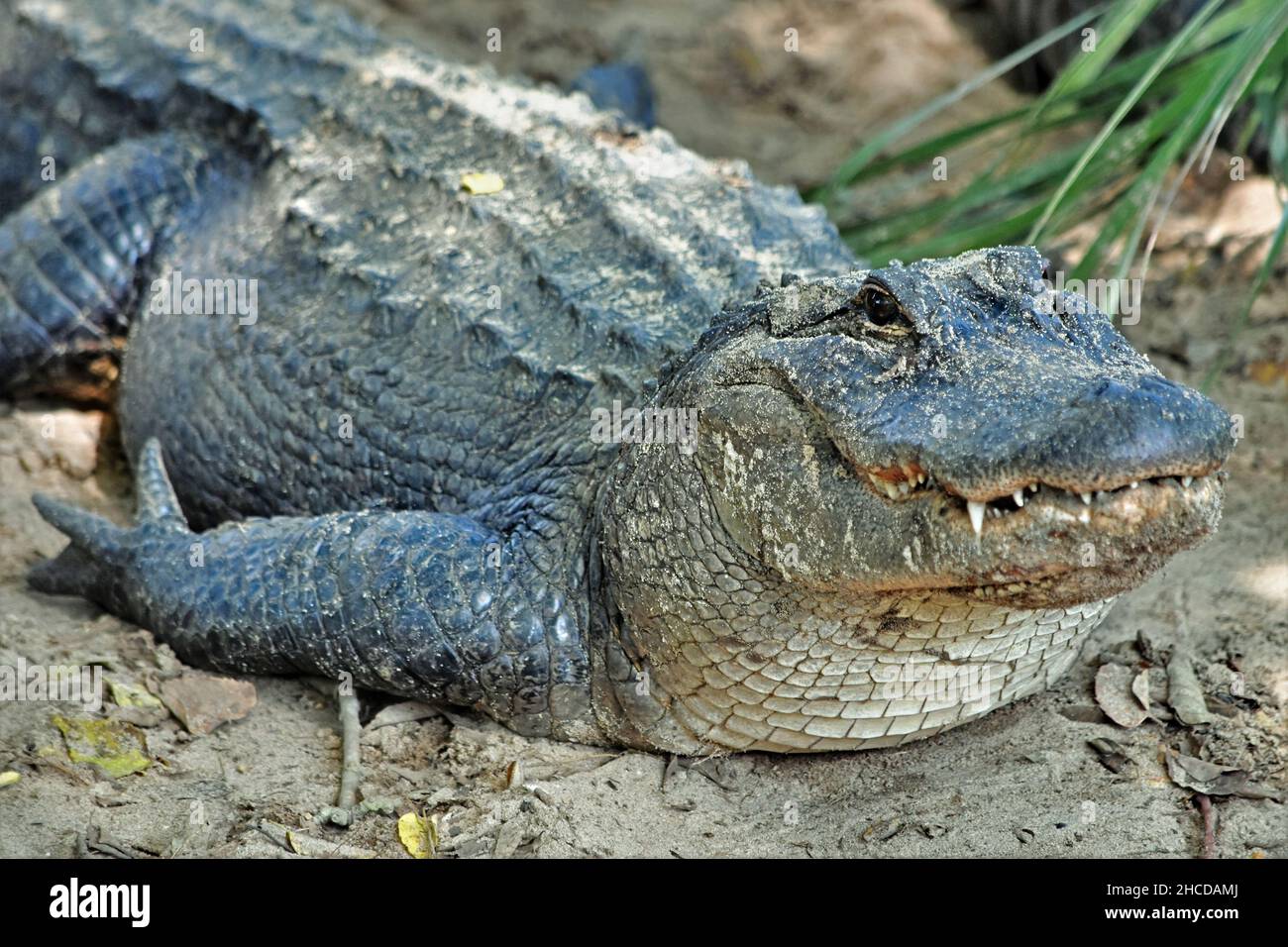 American Alligator Basking in the Sun Stock Photo - Alamy