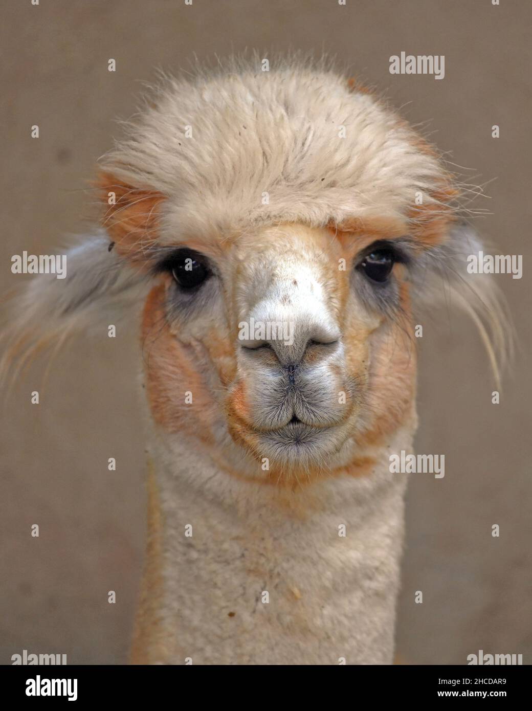 Alpaca Face Close Up, Beige Stock Photo - Alamy