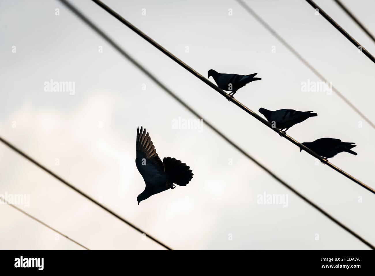 One bird flying away with three birds watching on a wire Stock Photo ...