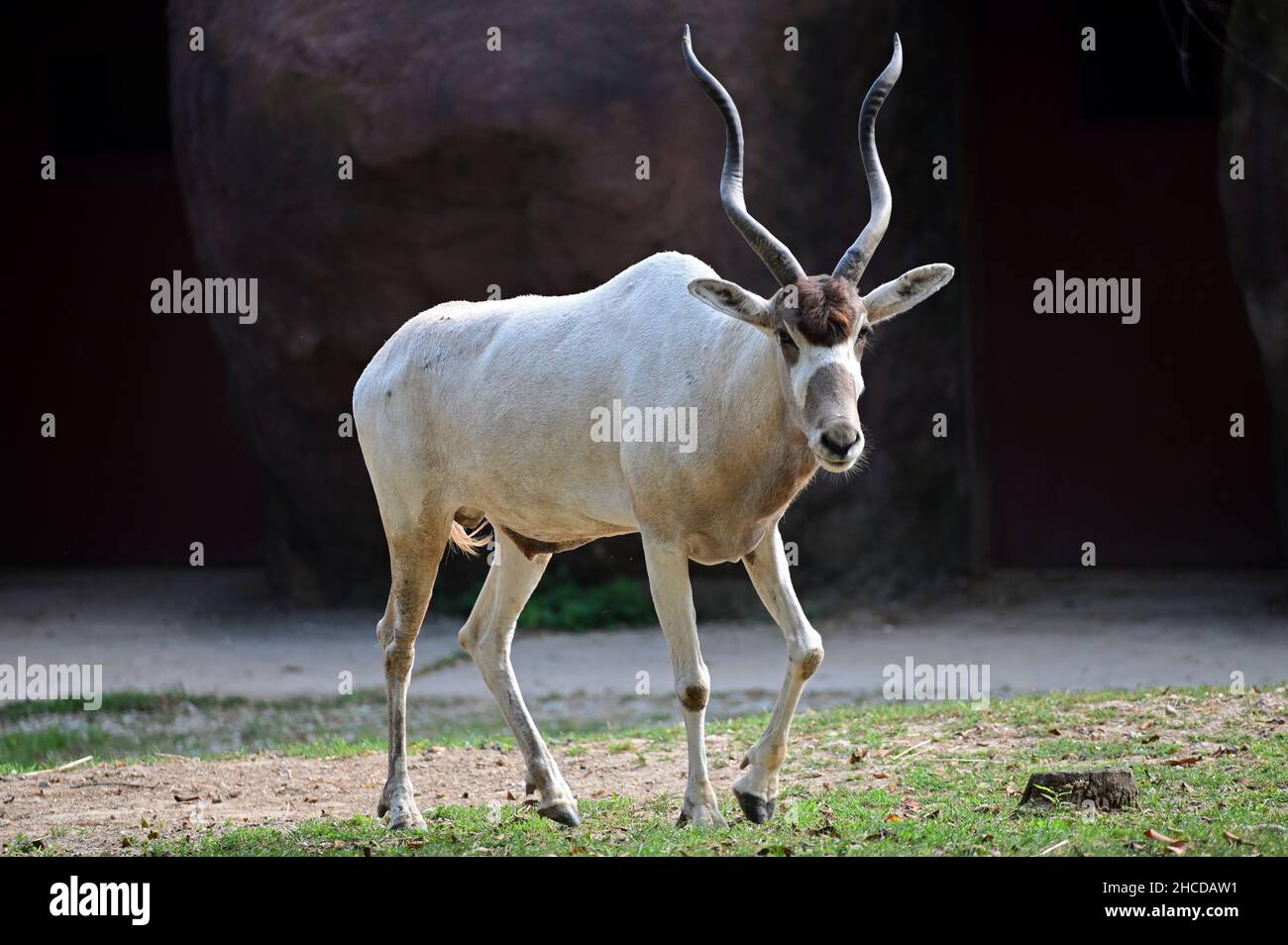Antelope addax walking in zoo hi-res stock photography and images - Alamy
