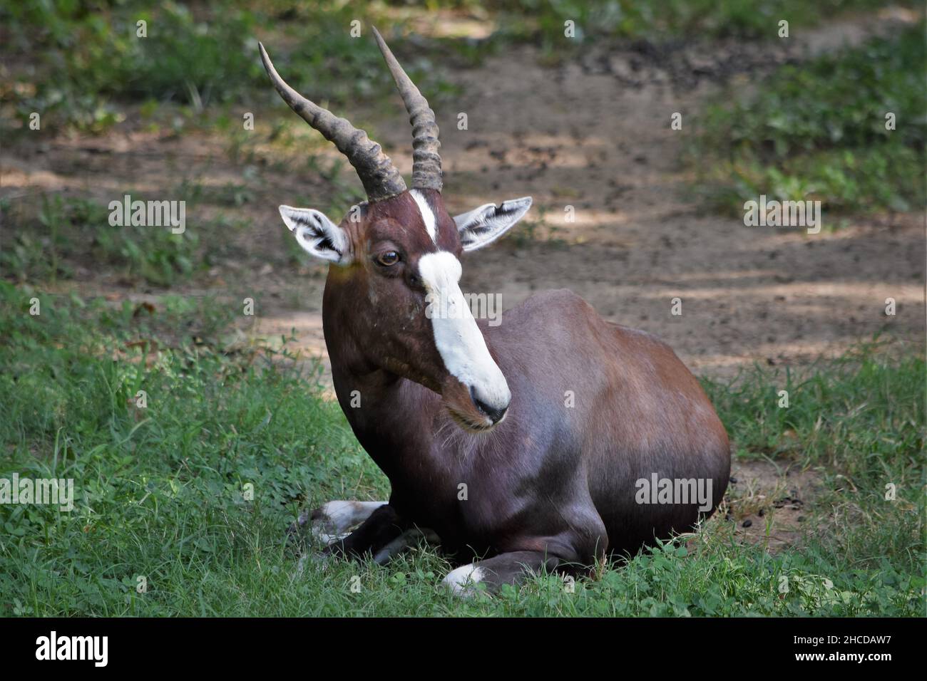 Lyre shaped ringed horns hi-res stock photography and images - Alamy