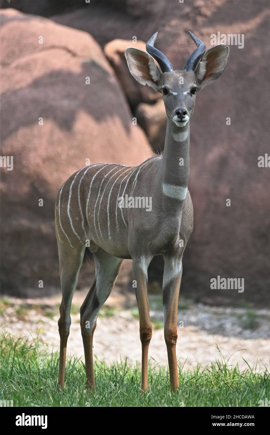 Gerenuk antelope hi-res stock photography and images - Alamy
