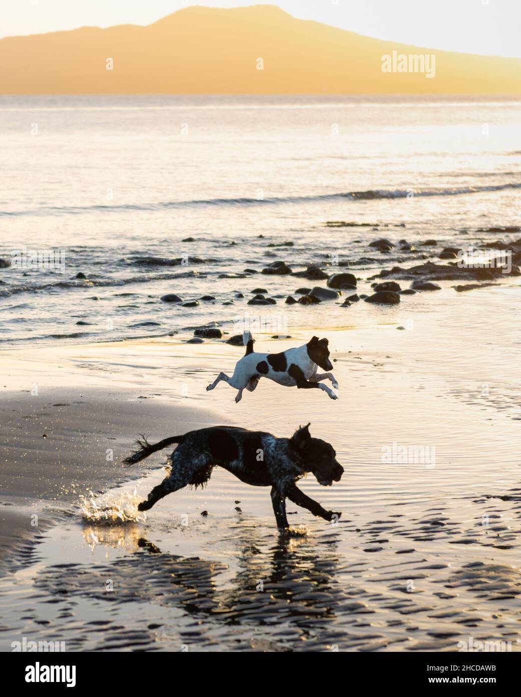 Two dogs playing on the beach at sunrise, with Rangitoto Island in the ...