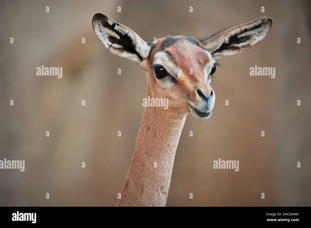 Young Southern Gerenuk Antelope Face Close Up Stock Photo - Alamy