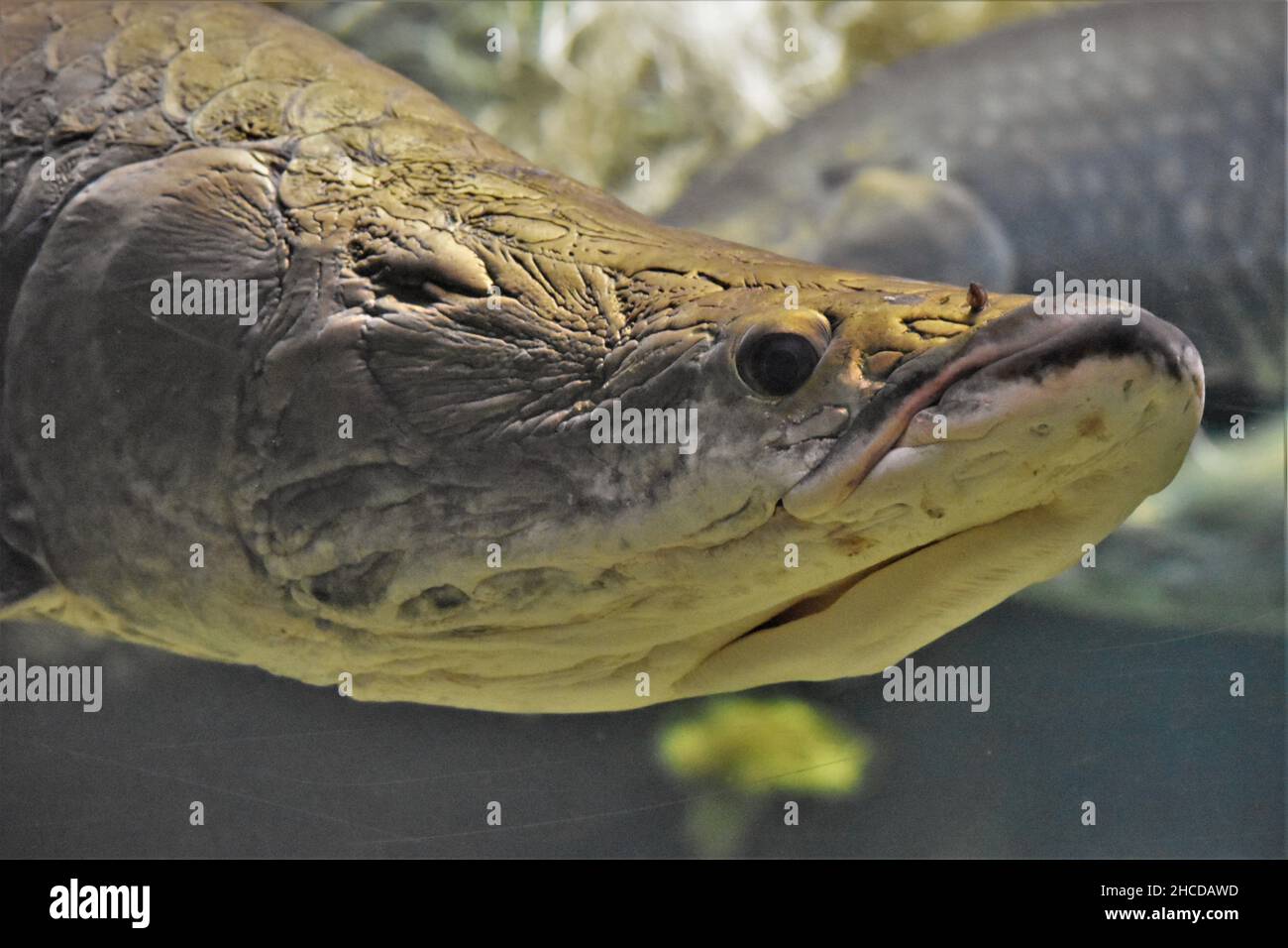 Arapaima Fish Face Close Up Stock Photo - Alamy