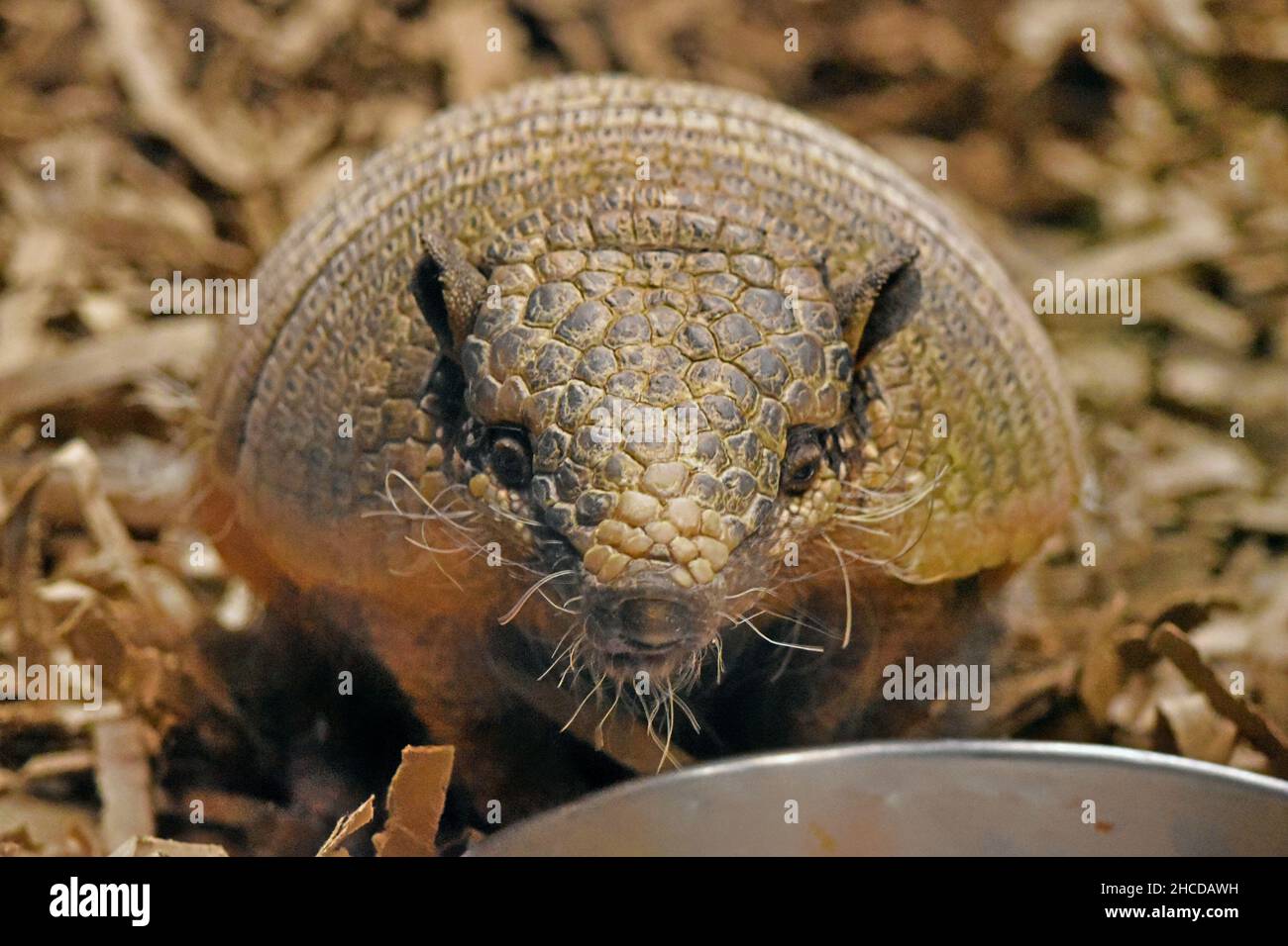 Armadillo burrow hi-res stock photography and images - Alamy