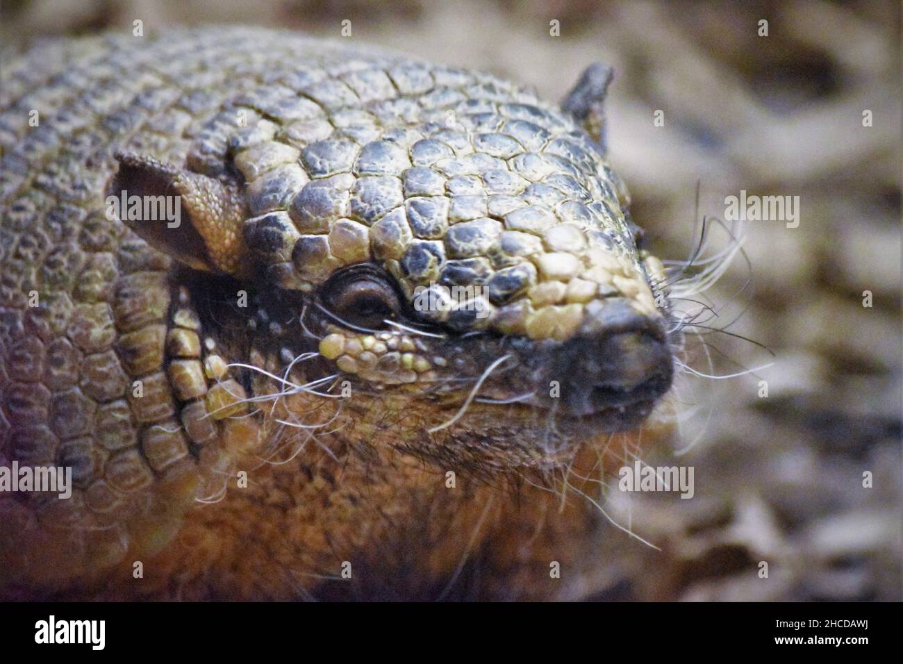 Armadillo burrow hi-res stock photography and images - Alamy