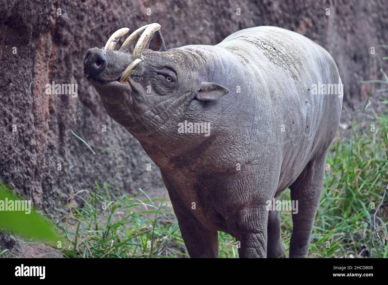Pig like hi-res stock photography and images - Alamy