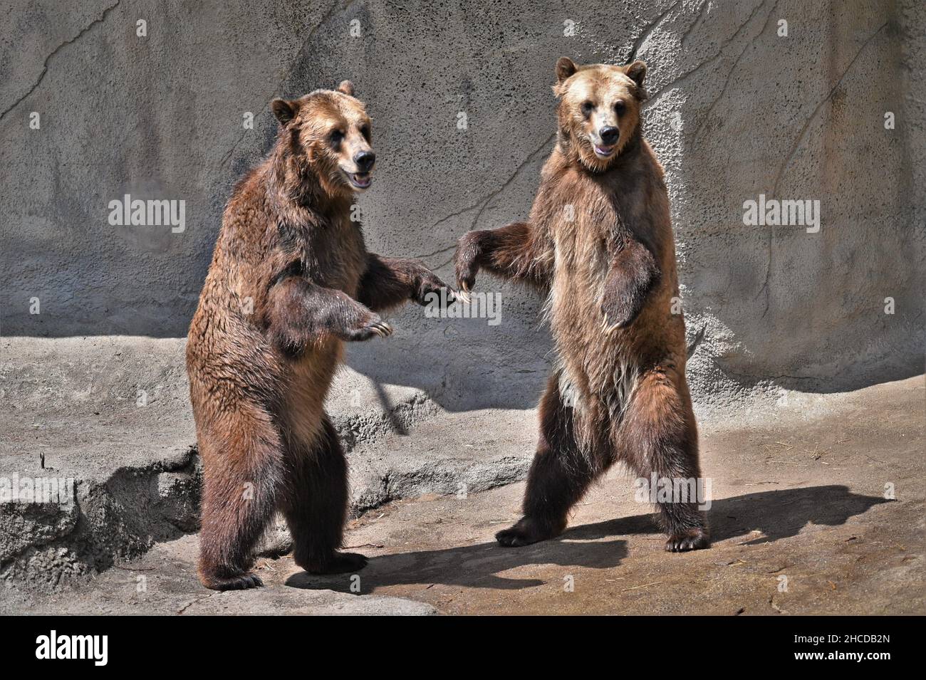 Grizzly Bear Dance
