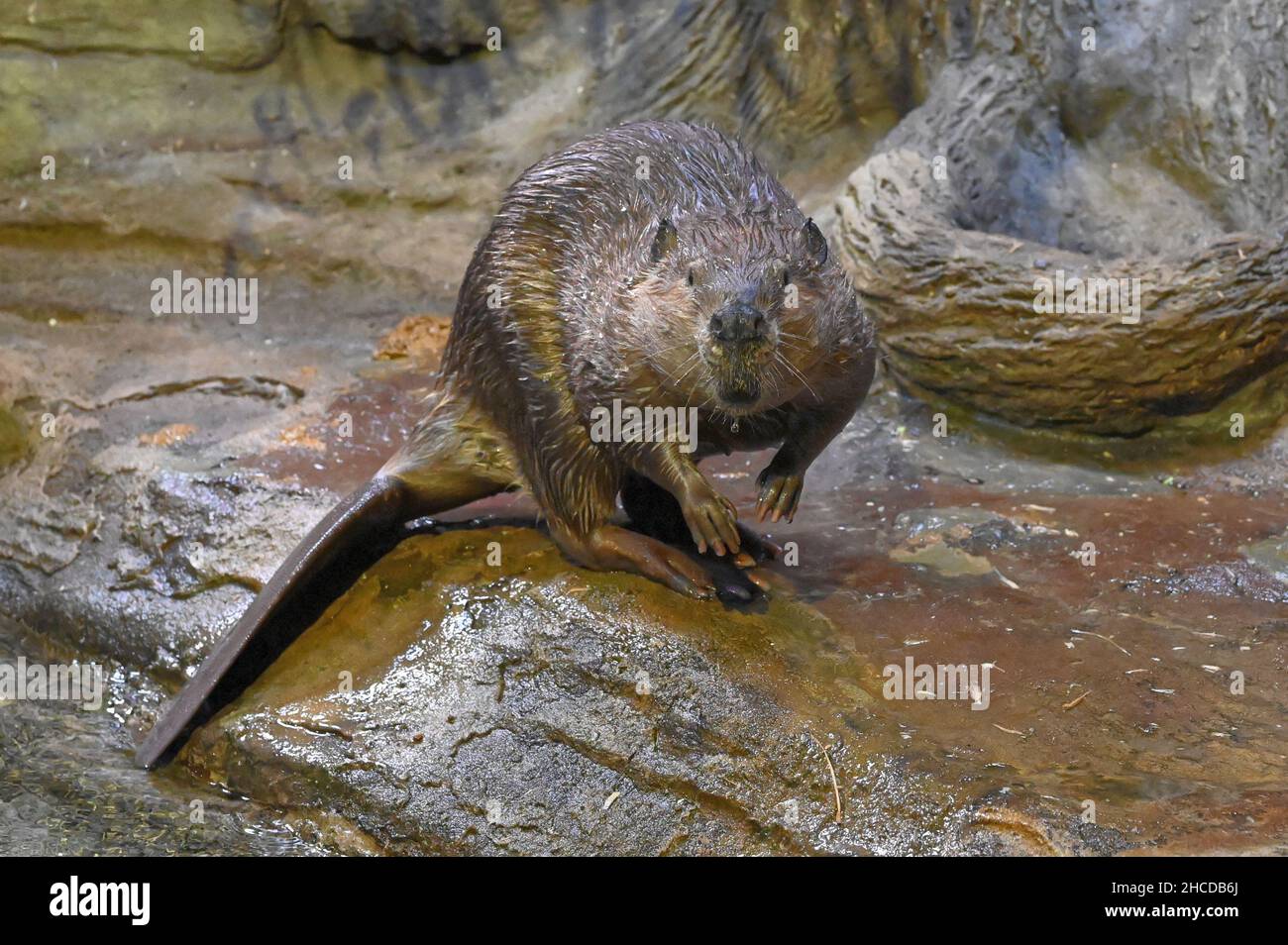 North American Beaver Looking Up After a Swim Stock Photo - Alamy