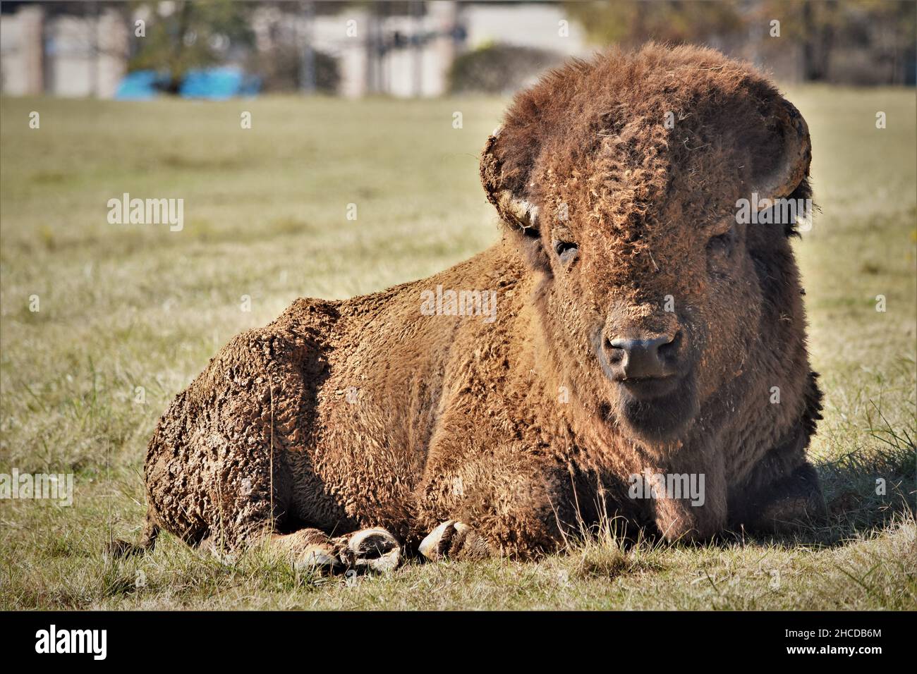 American Bison Male Lying in the Sun Stock Photo - Alamy