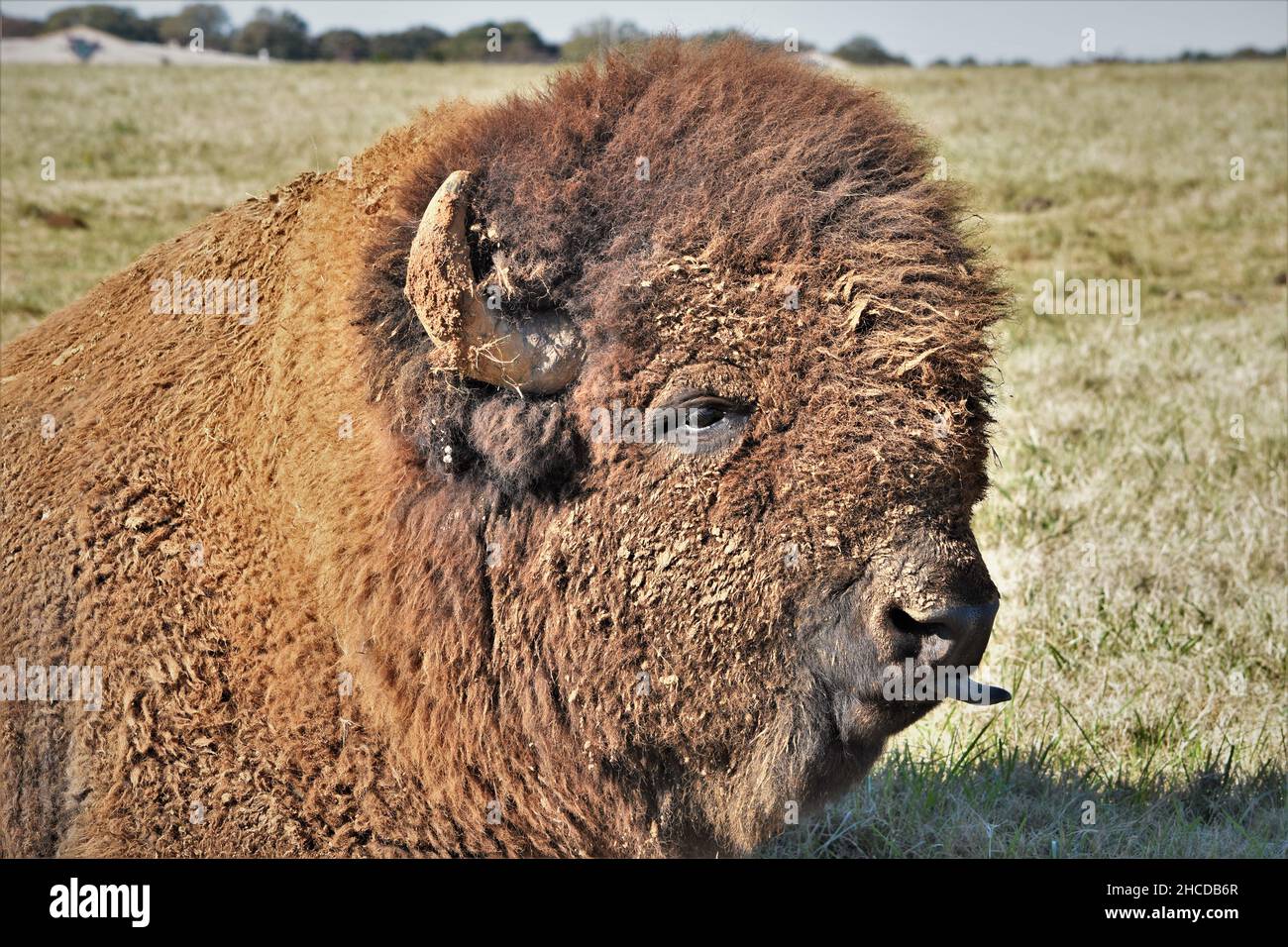 American Bison Close Up, Tongue Out Stock Photo - Alamy