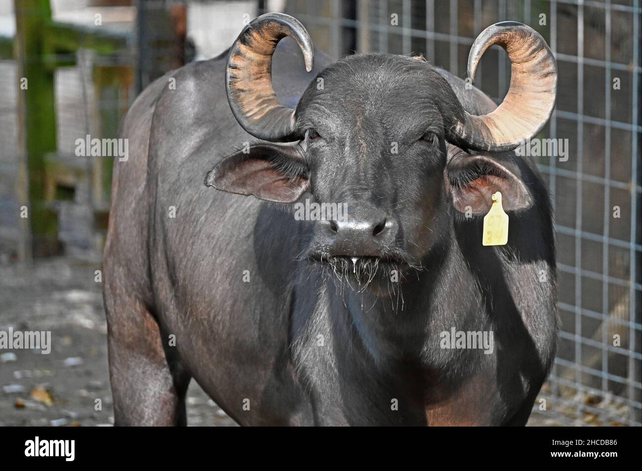 Asiatic Water Buffalo Standing the Sun Stock Photo - Alamy