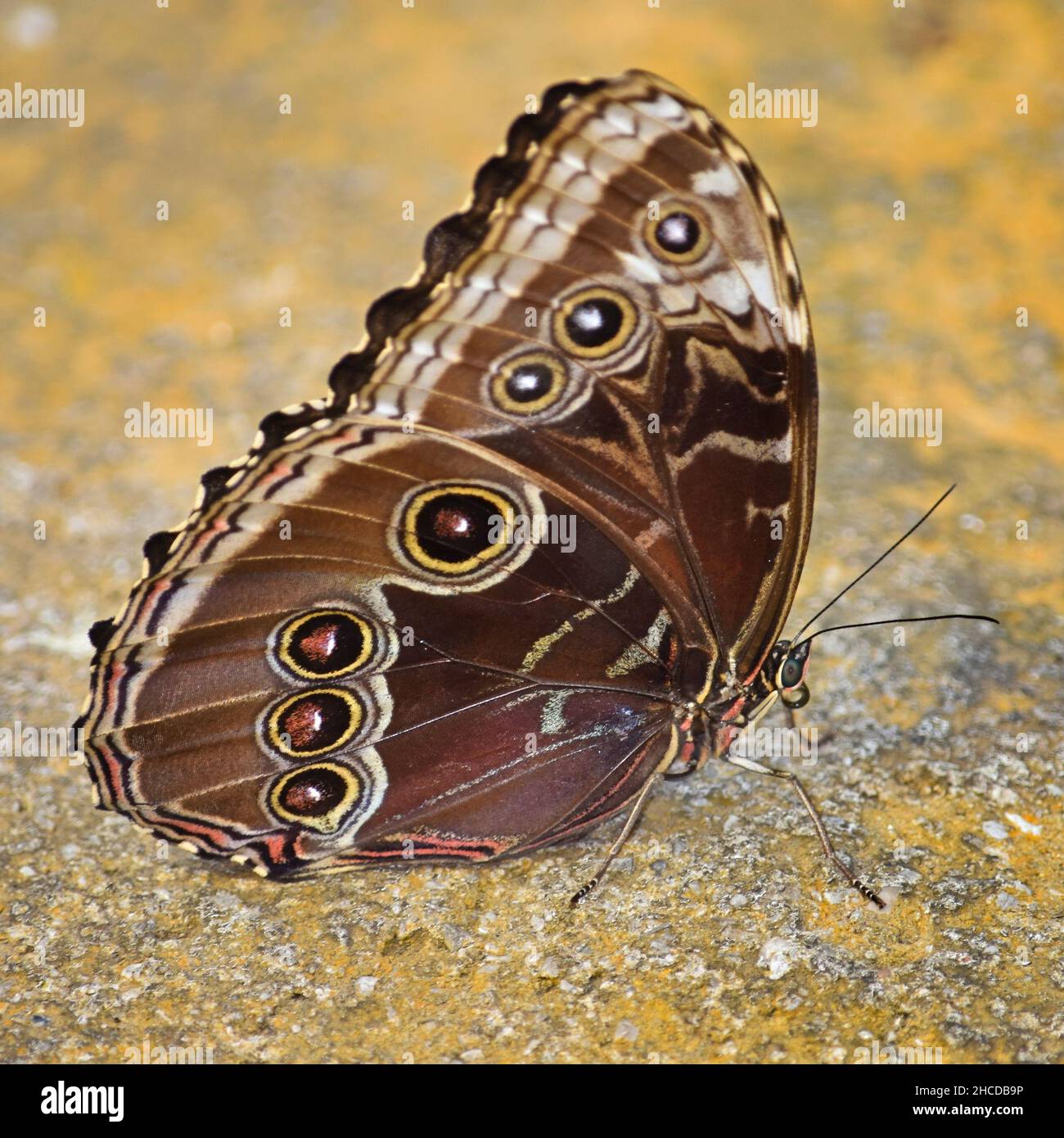 Blue morpho butterfly caterpillar hi-res stock photography and images ...