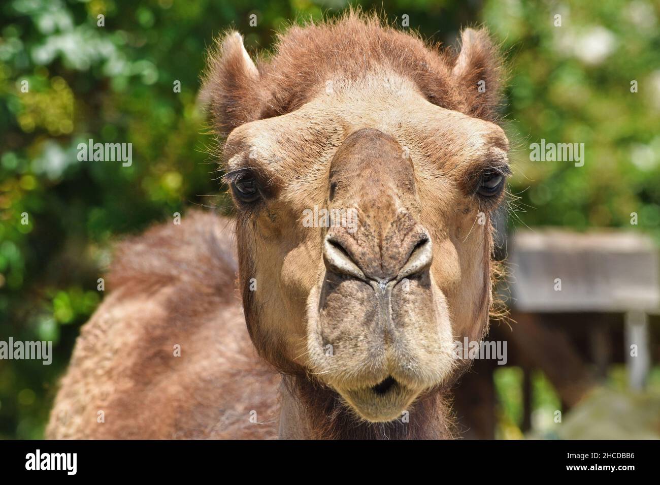 Dromedary Camel Face Close Up Stock Photo - Alamy