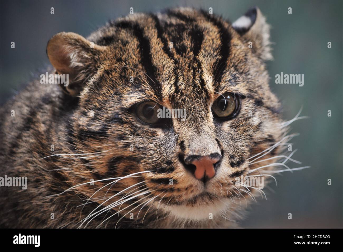 Fishing Cat Face Close Up Stock Photo - Alamy