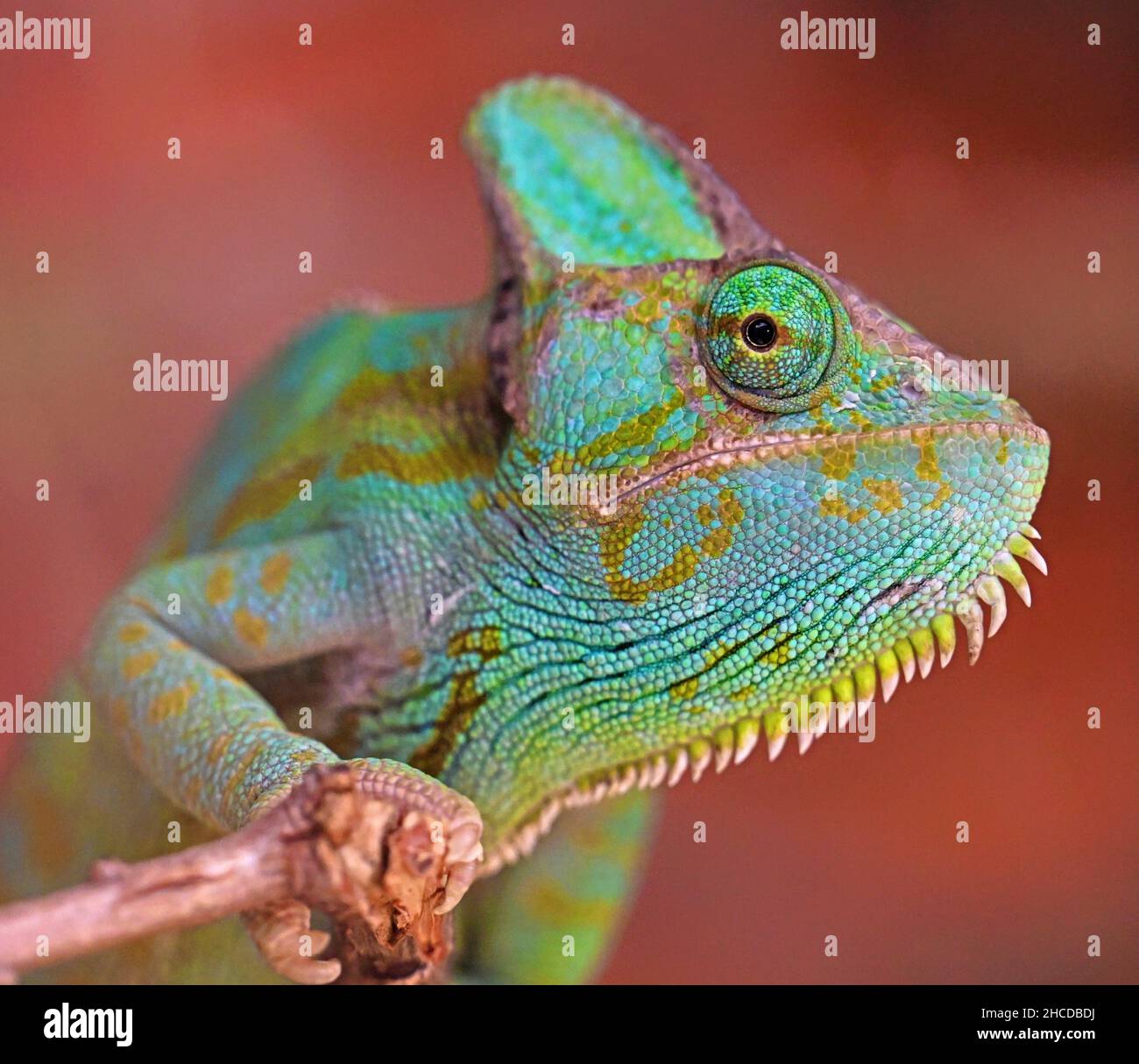 Veiled chameleon feet hi-res stock photography and images - Alamy