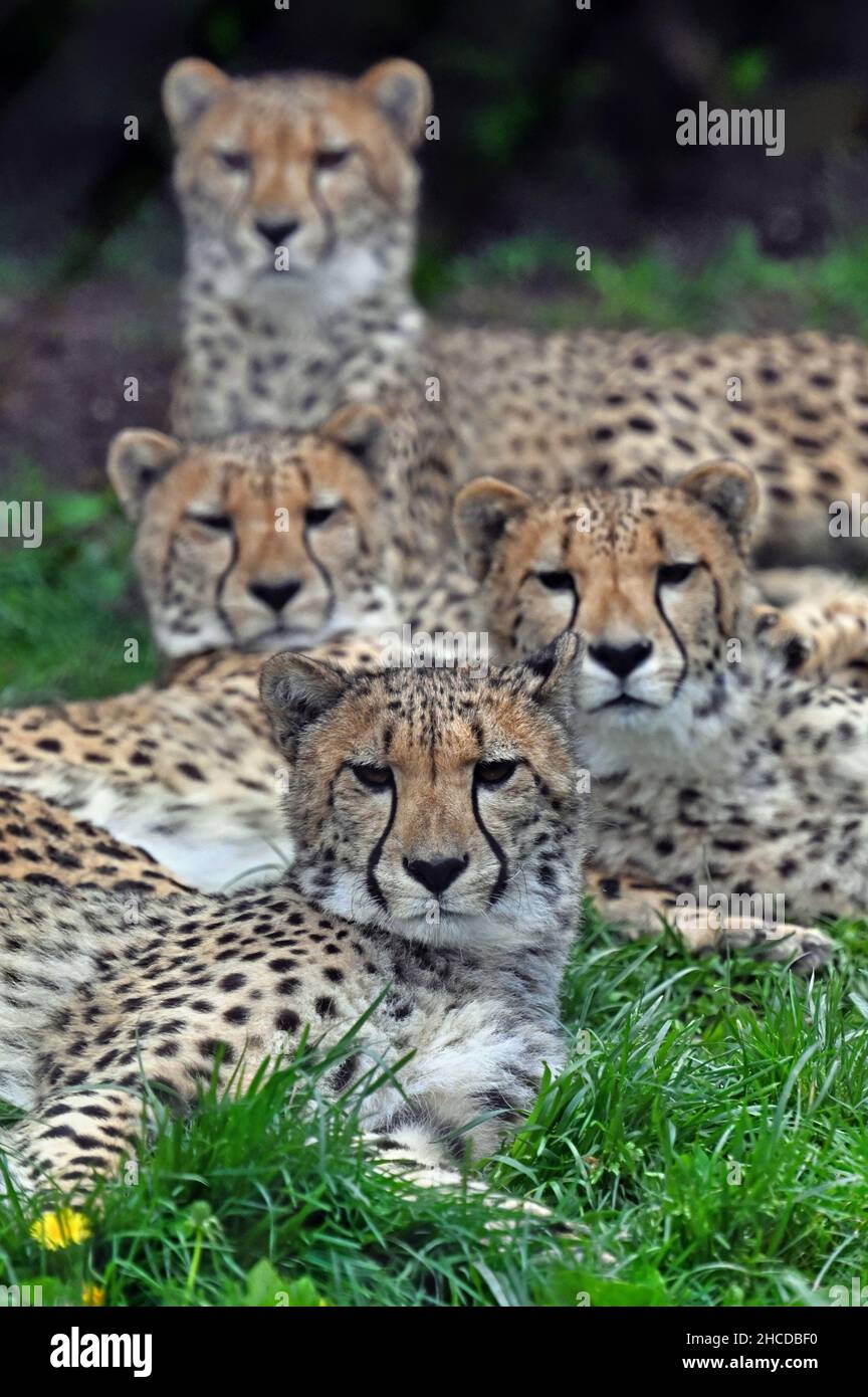 Four Cheetahs Lying Together Stock Photo - Alamy