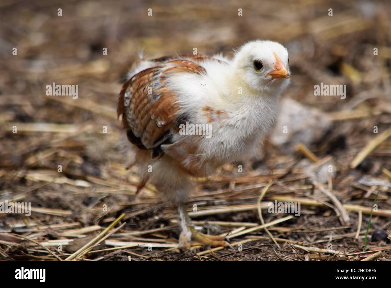 New Baby Chick Standing on One Leg, Watching Stock Photo - Alamy
