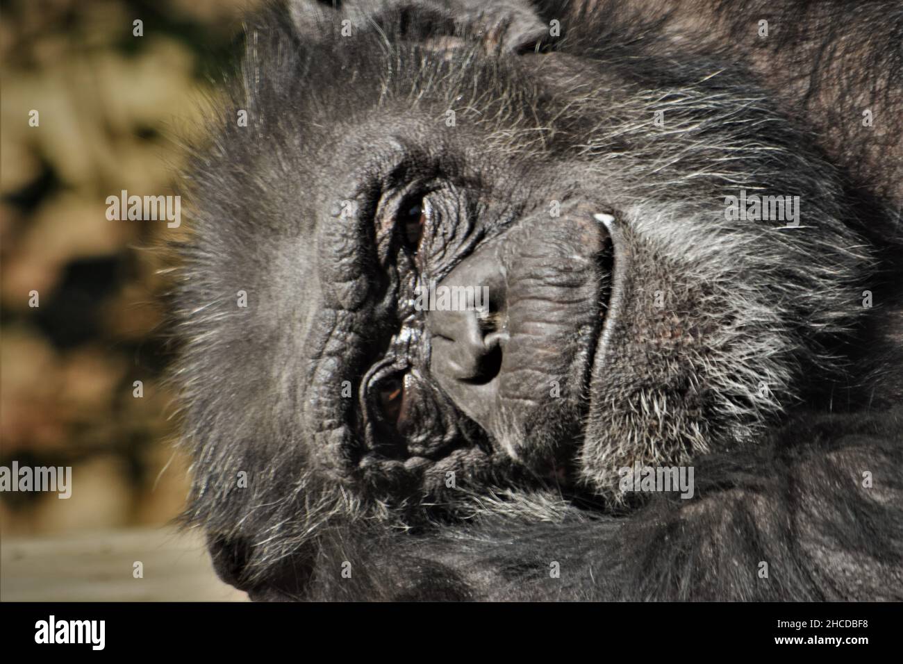 Chimpanzee lying hi-res stock photography and images - Alamy