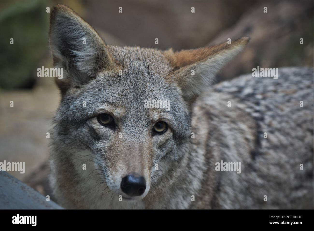 Coyote Posing for the Camera Stock Photo - Alamy