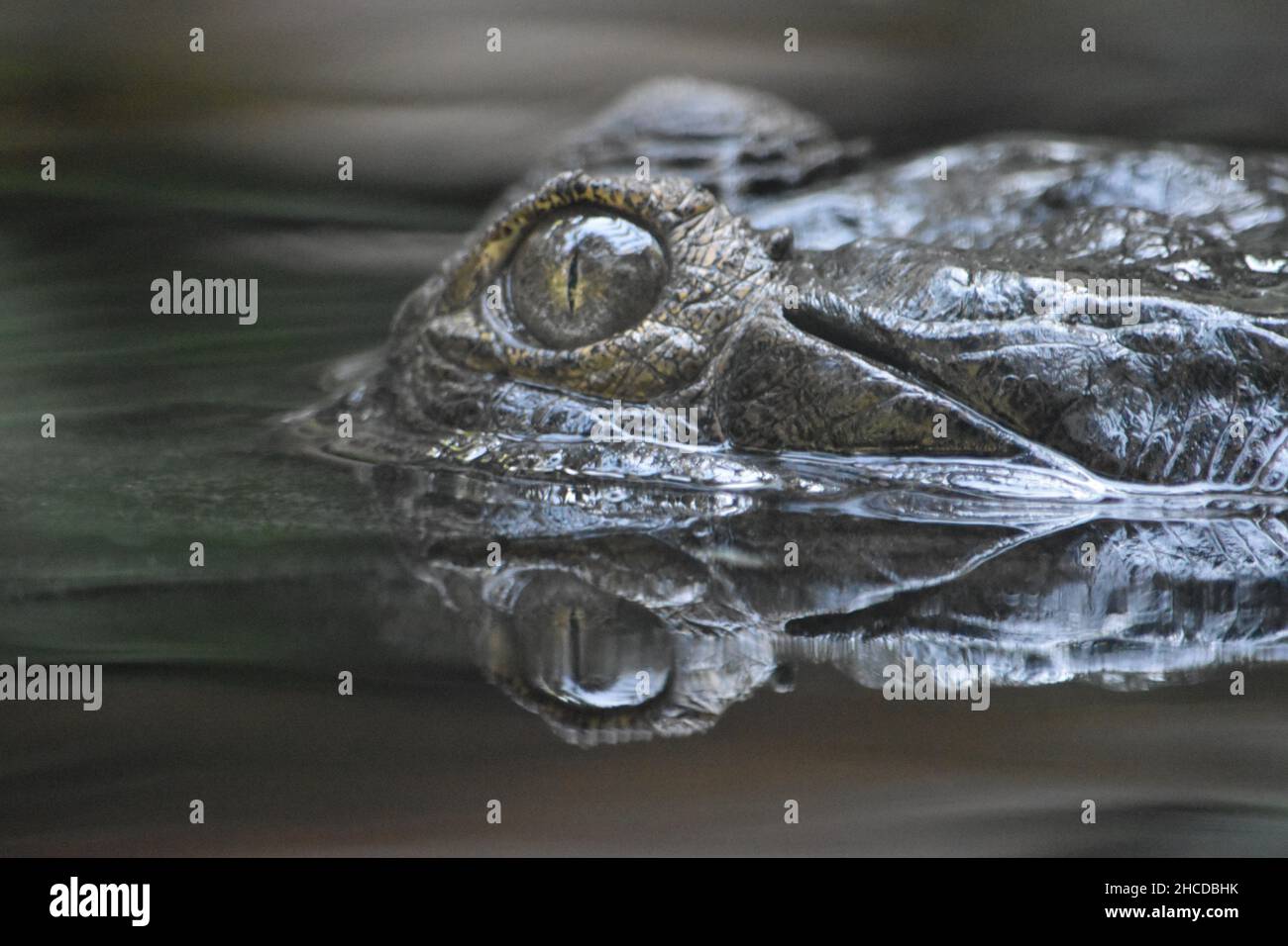 African Slender-Snouted Crocodile Submerged, Waiting Stock Photo - Alamy