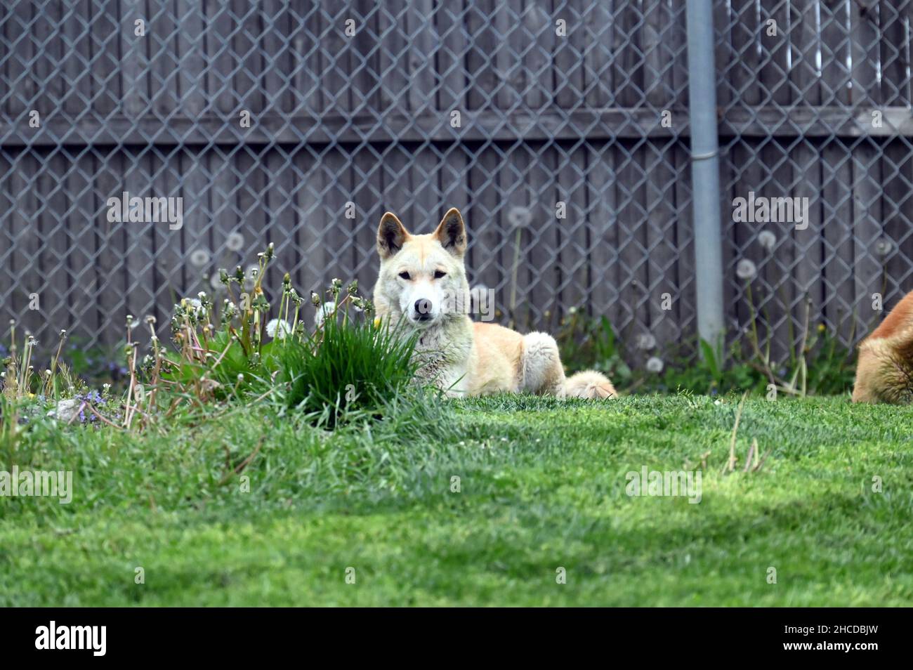 Dingo Lying Watching and Attentive, White Stock Photo - Alamy