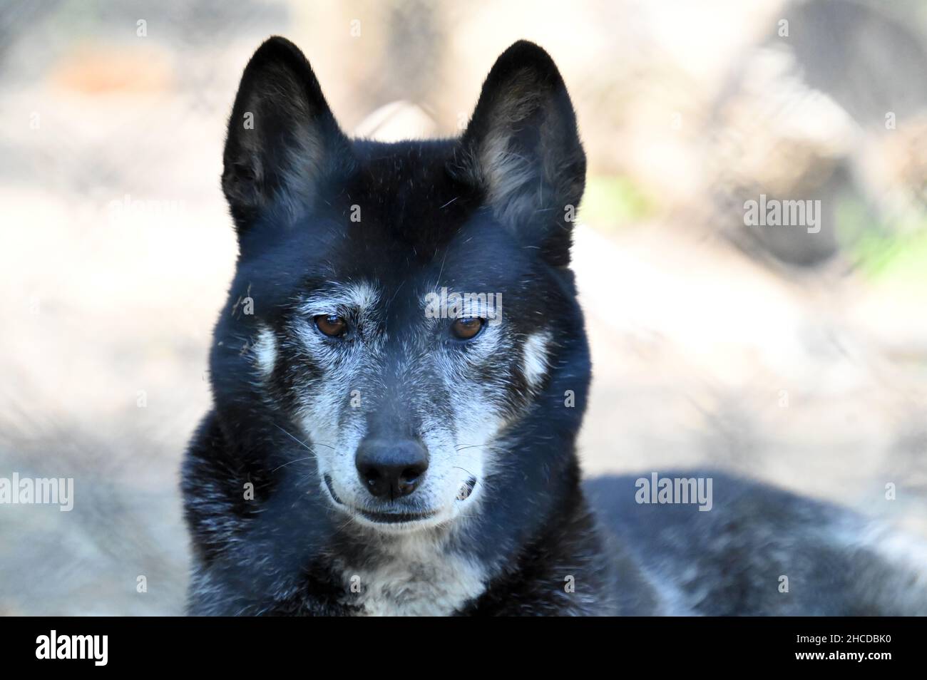 Black dingo hi-res stock photography and images - Alamy