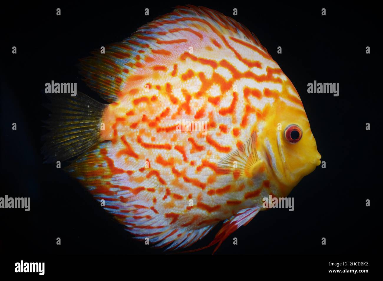 Discus - Orange, Red, Yellow, White Stock Photo - Alamy