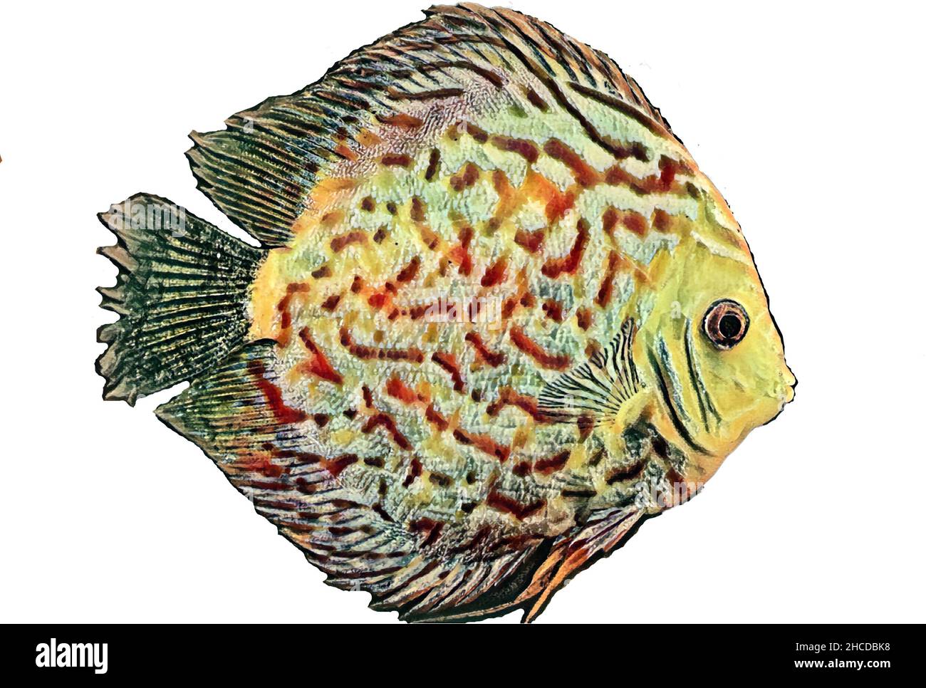 Laterally compressed hi-res stock photography and images - Alamy