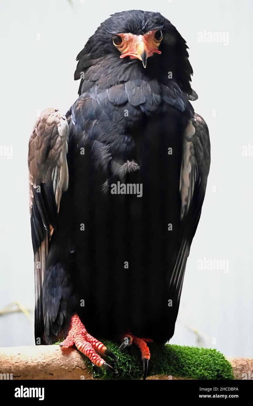 Black and chestnut eagle hi-res stock photography and images - Alamy